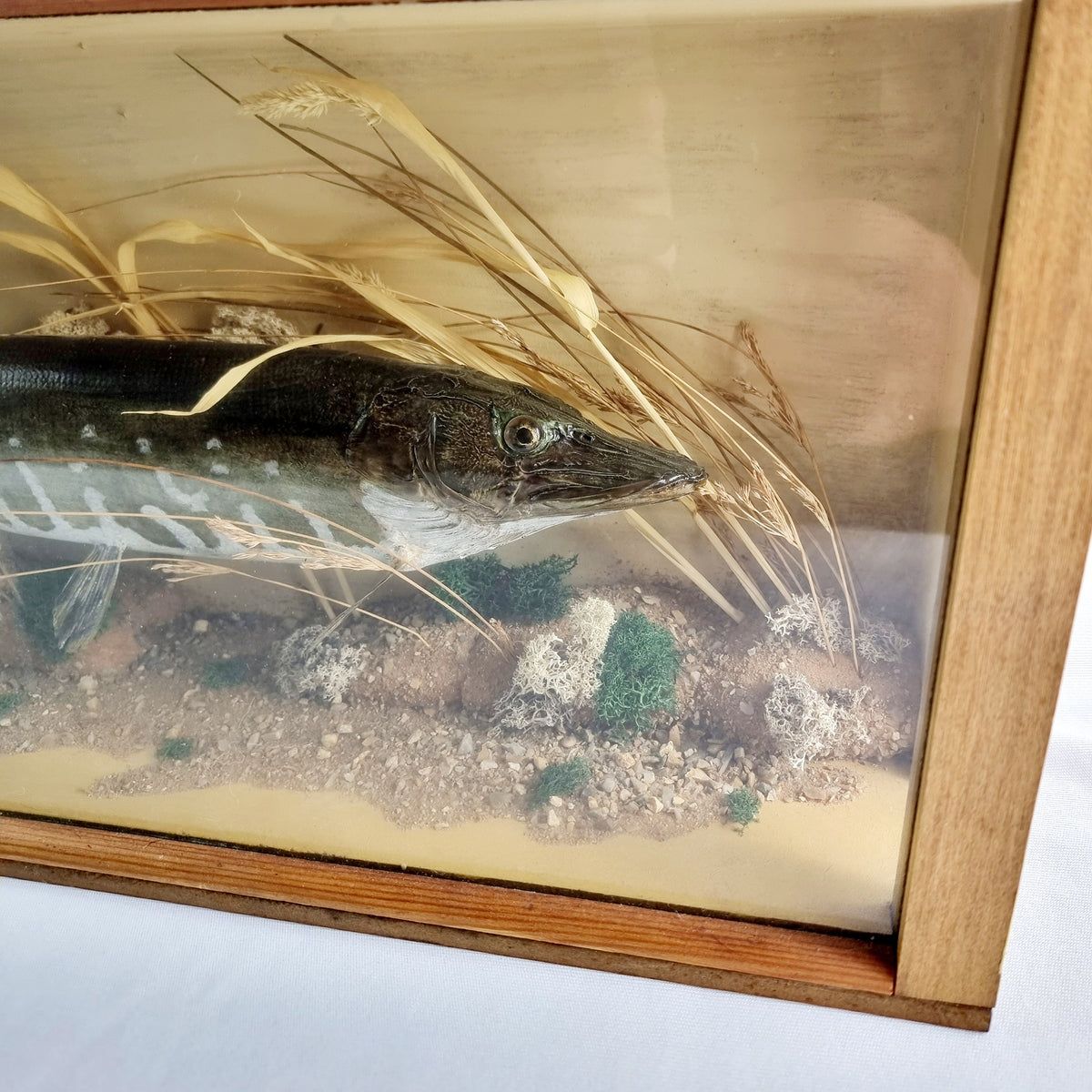 Cased Taxidermy Jack Pike in Natural Surroundings. 20th Century.