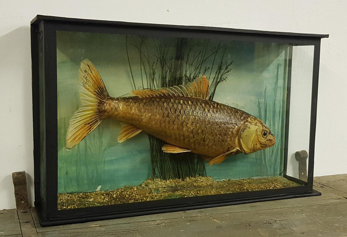 Koi Carp Taxidermy - Attrells Antiques